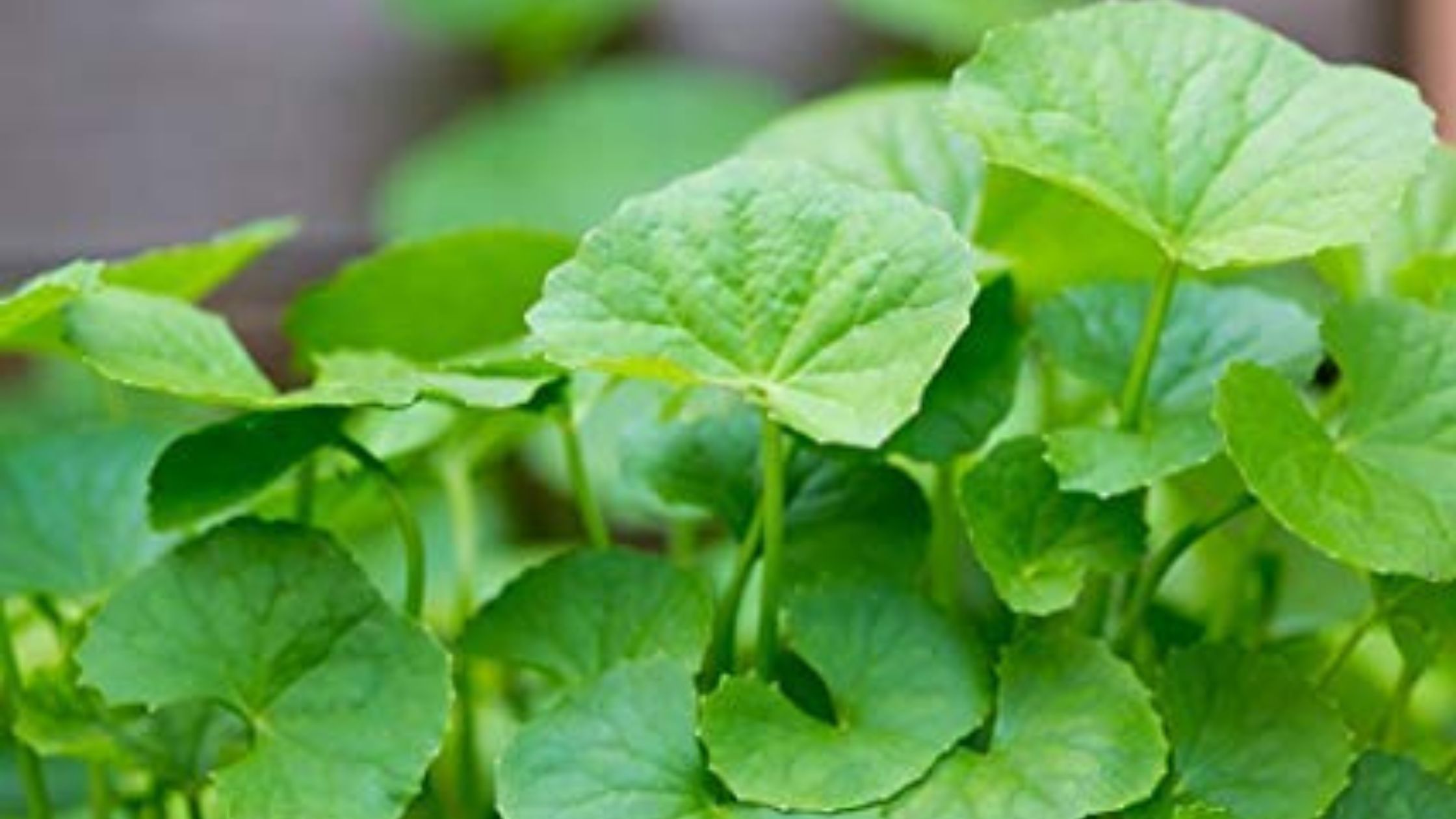 All Health Benefits Of Wondrous Medicinal Plants Indian Pennywort All Health Benefits Of Wondrous Medicinal Plants Indian Pennywort